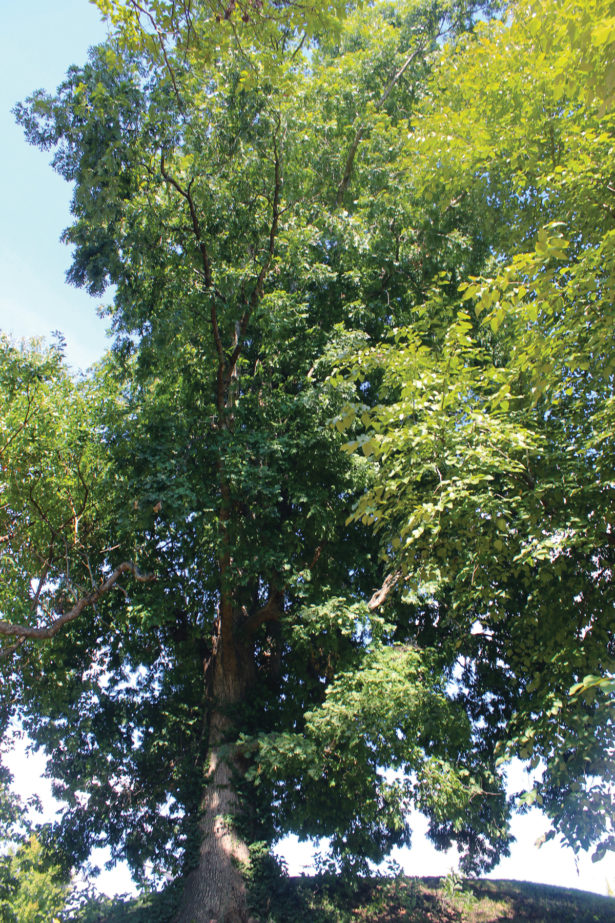 4-H Summer Camps ignite entusiasm for STEM — Our Tennessee